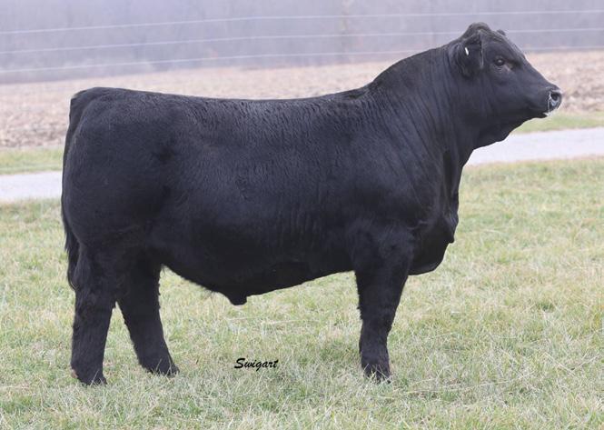 Illinois Beef January/February 2023 by Illinois Beef/Illinois Angus ...
