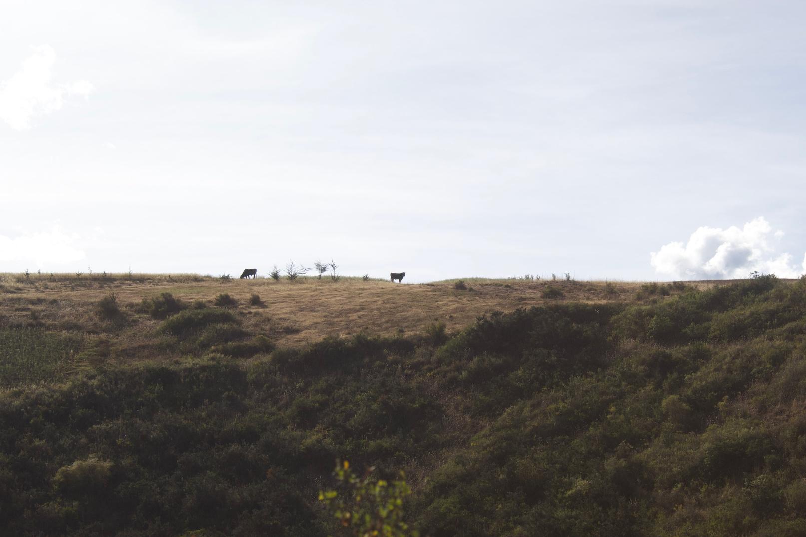 Portafolio de fotografía by Samantha Medrano - Issuu