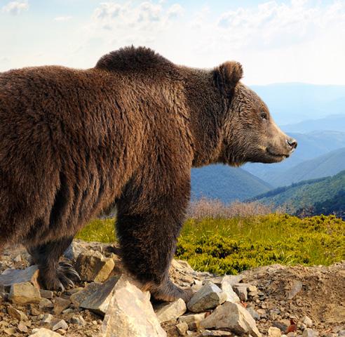 Viking Explorer Sale_HOT Dunedin by Viking Cruises (Aus/NZ) - Issuu