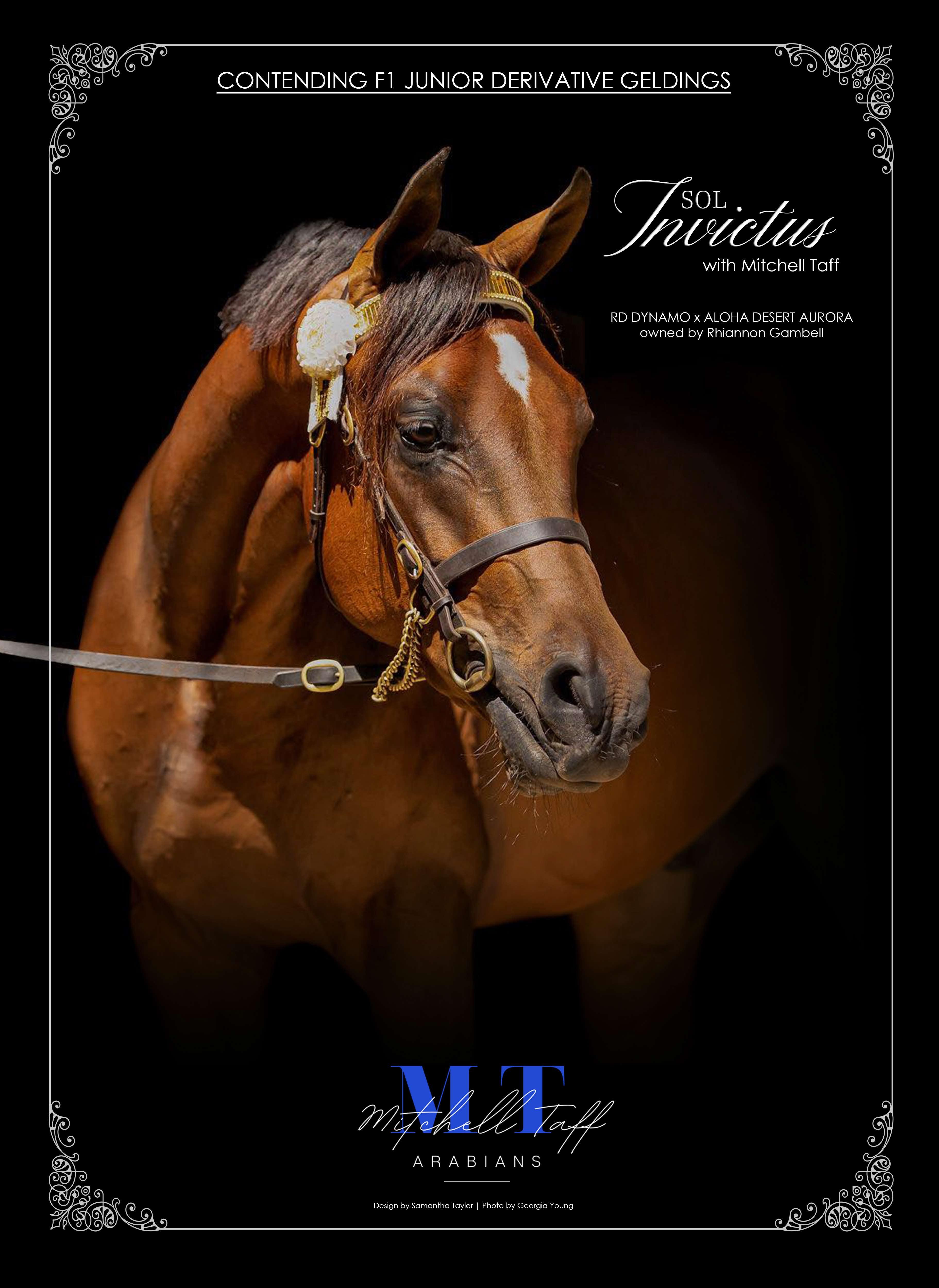 2023 International Championships Contenders- Krishlah Arabian ...