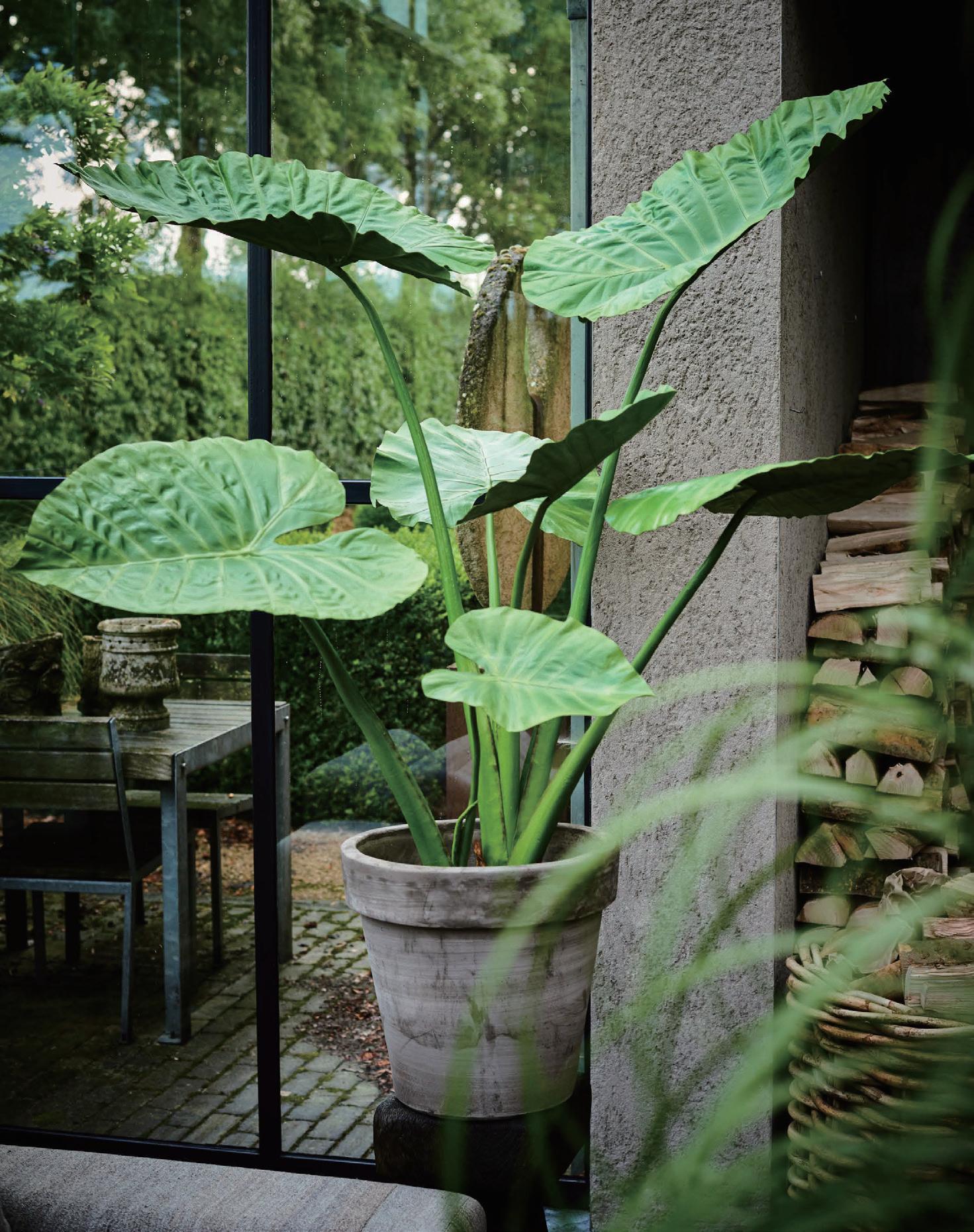 Realistic plants / trees by juicygarden - Issuu