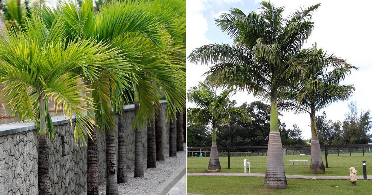 Royal Palm Tree
