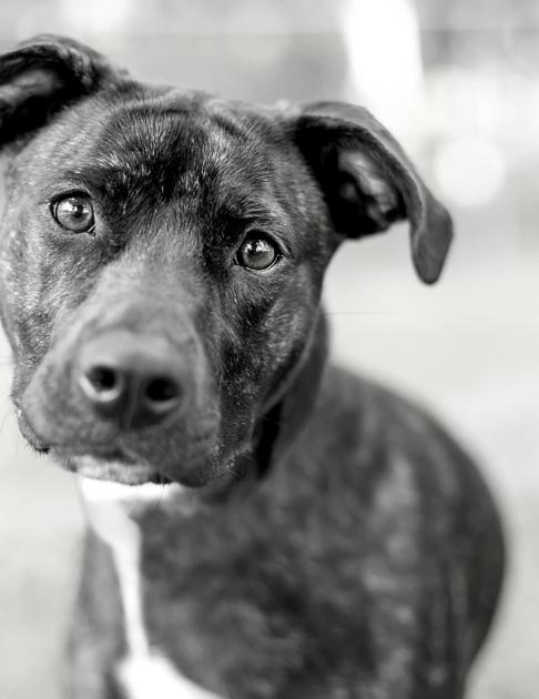 A Hard Dog by Will Maguire - Issuu