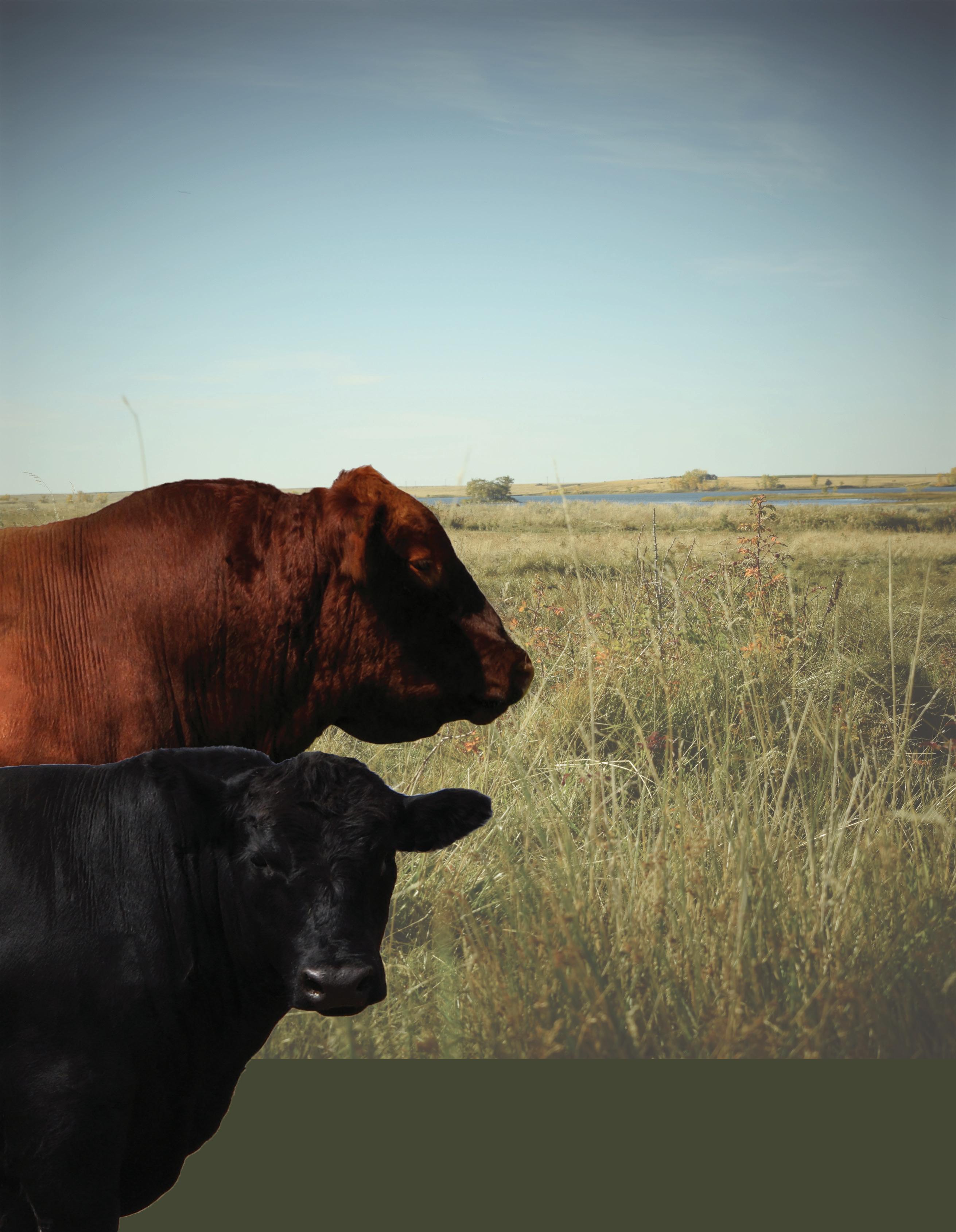 Easy Ray Angus & BMB Brewin Angus 2023 by BMB Brewin Angus - Issuu