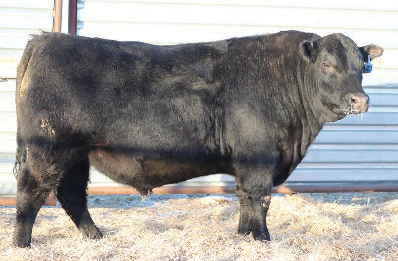 Nordal Limousin and Angus Bull Sale by Canadian Angus Association - Issuu