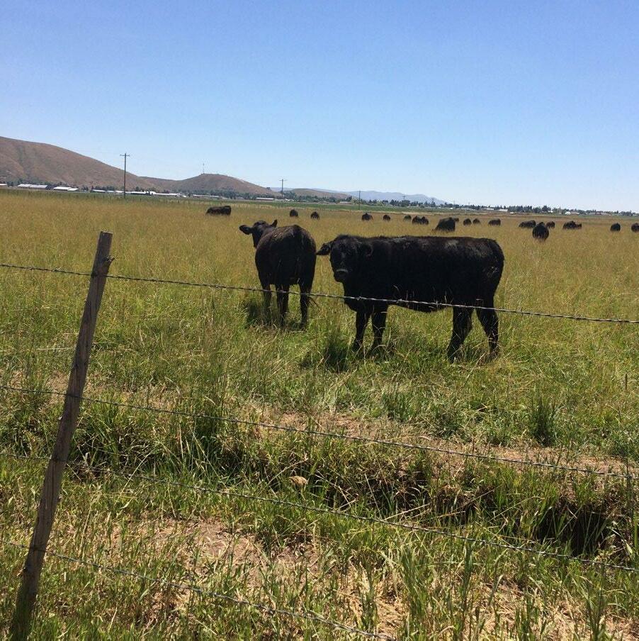 Diamond Heart Ranch | Fay Ranches by Fay Ranches - Issuu