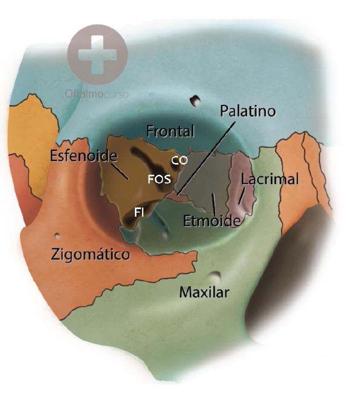 Anatomia Da Orbita Ocular Anatomía De La órbita: Vídeo, Anatomía