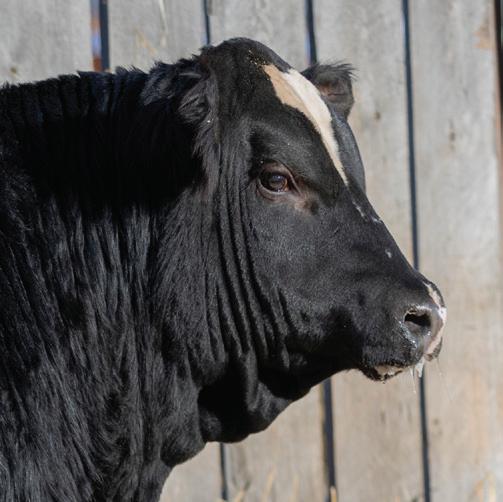 Heart of the Peace Multi Breed Bull & Female Sale 2023 by RancHER ...