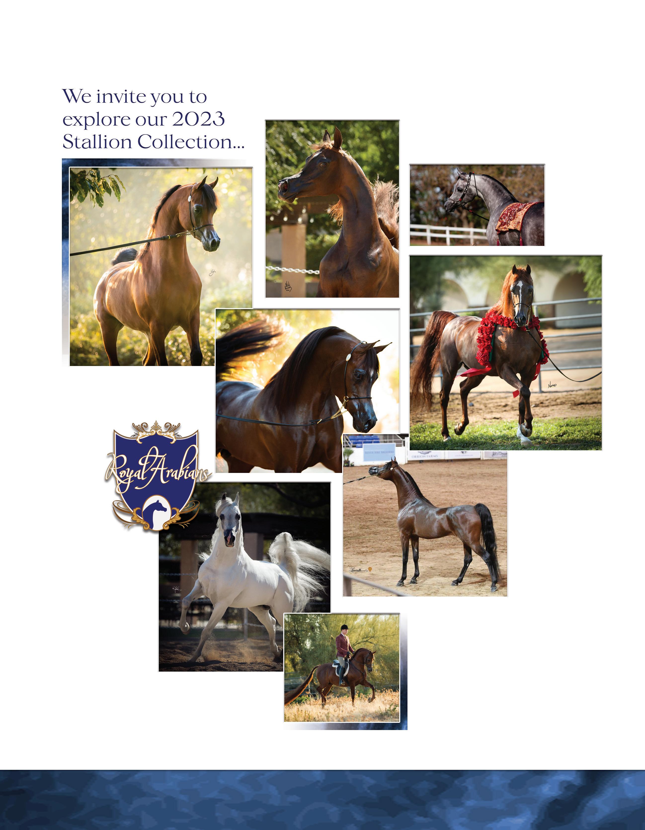 2023 Scottsdale Arabian Horse Show Program By Arabian Horse Times Issuu 2023 Scottsdale Arabian Horse Show Program By Arabian Horse Times Issuu