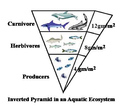 Pond Ecosystem Pyramid