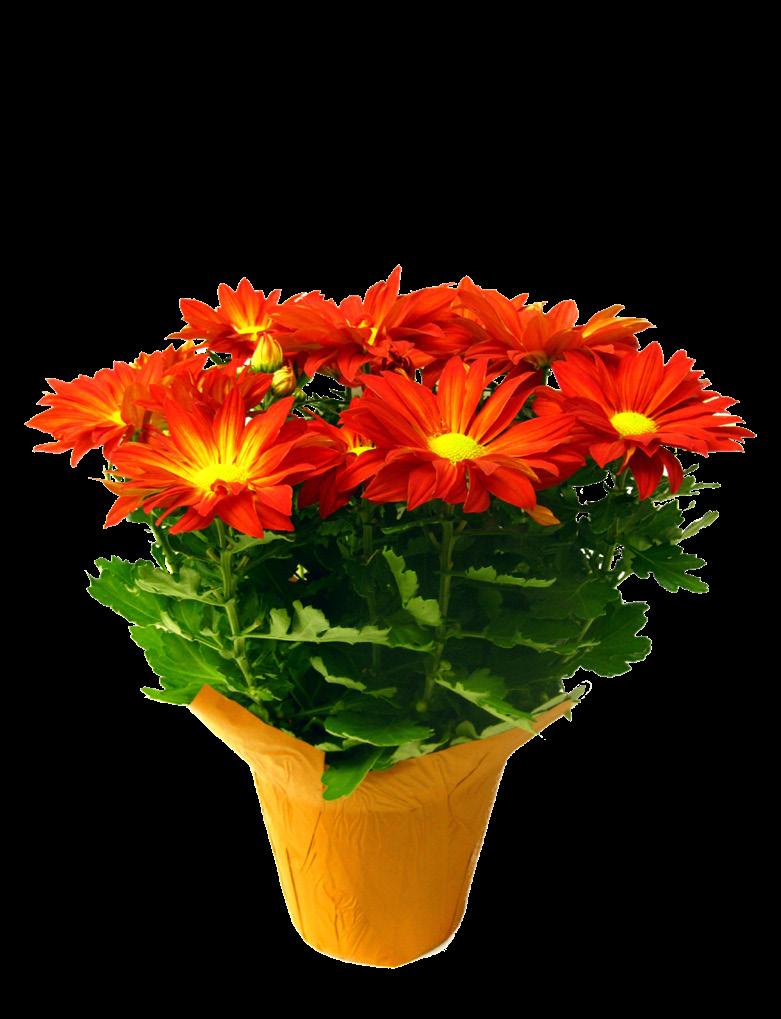 Flora Pack Catalog - Second Half 2023 by florapack - Issuu