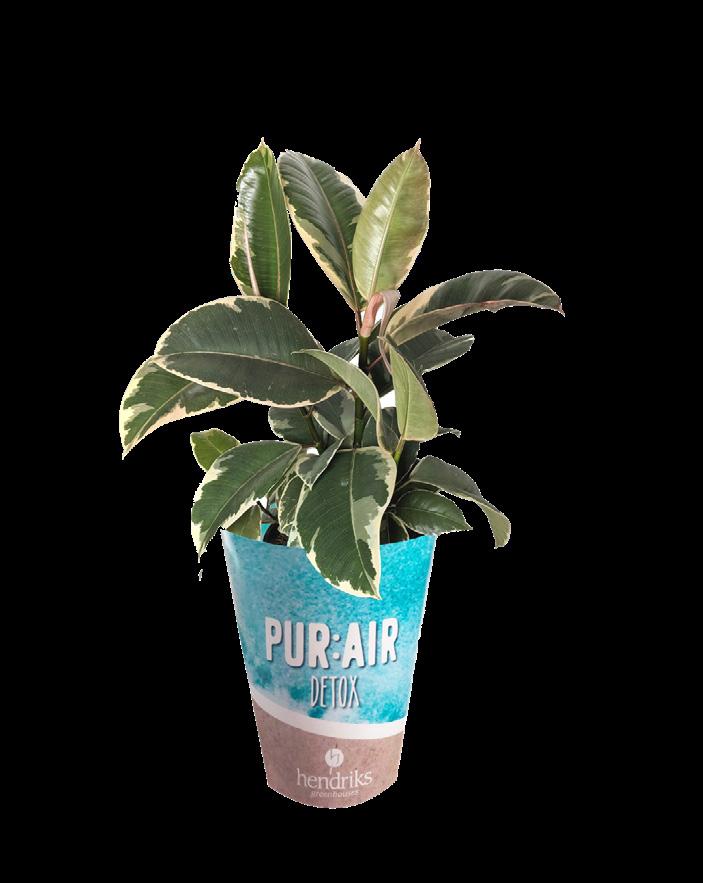 Flora Pack Catalog - Second Half 2023 by florapack - Issuu