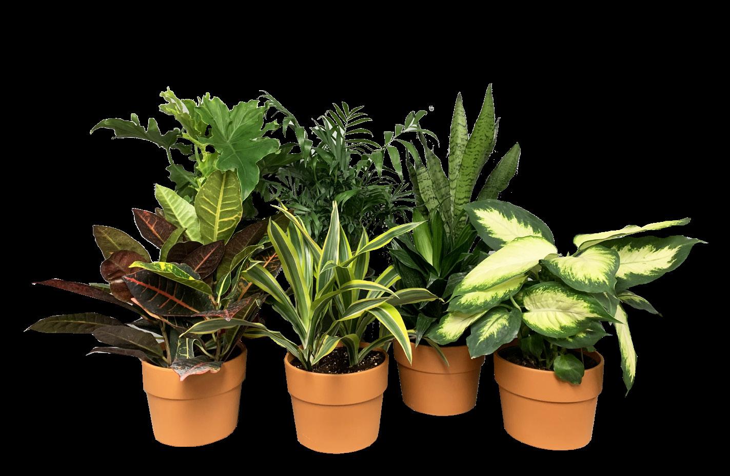 Flora Pack Catalog - Second Half 2023 by florapack - Issuu