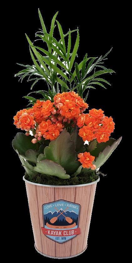 Flora Pack Catalog - Second Half 2023 by florapack - Issuu