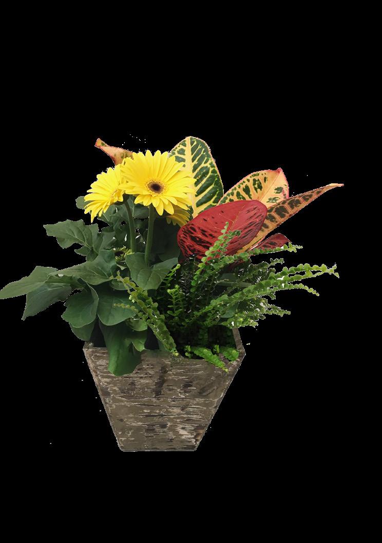 Flora Pack Catalog - Second Half 2023 by florapack - Issuu