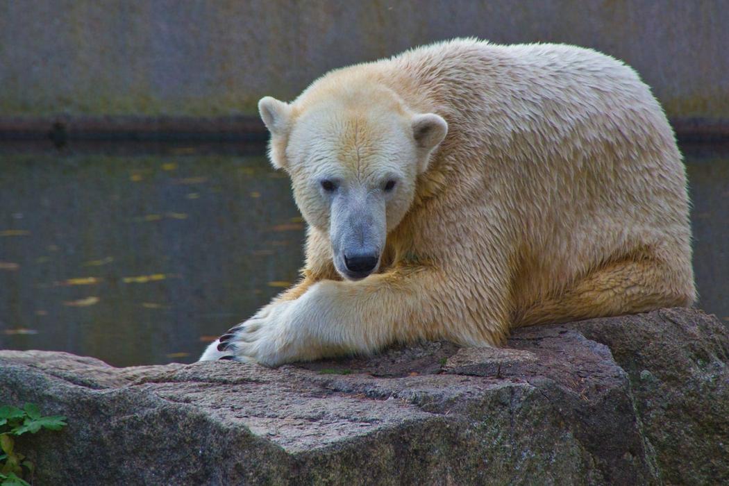 Born to Roam - The Suffering of Polar Bears in Zoos by BornFree - Issuu