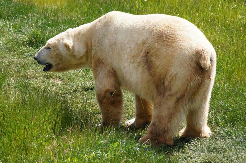 Born to Roam - The Suffering of Polar Bears in Zoos by BornFree - Issuu