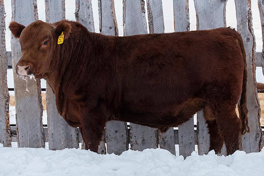 Selte Cattle Co bull sale 2023 by Ian Selte - Issuu