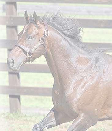 Weatherbys Stallion Book 2023 - Shadai Edition by Weatherbys - Issuu