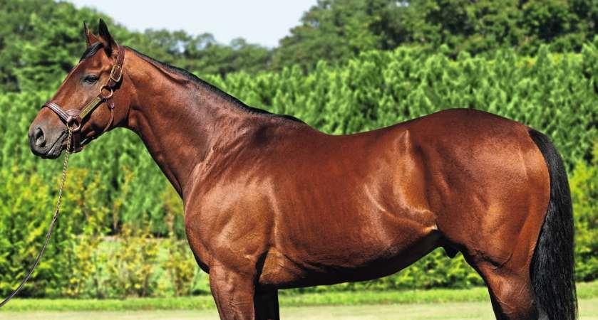 Weatherbys Stallion Book 2023 - Shadai Edition by Weatherbys - Issuu