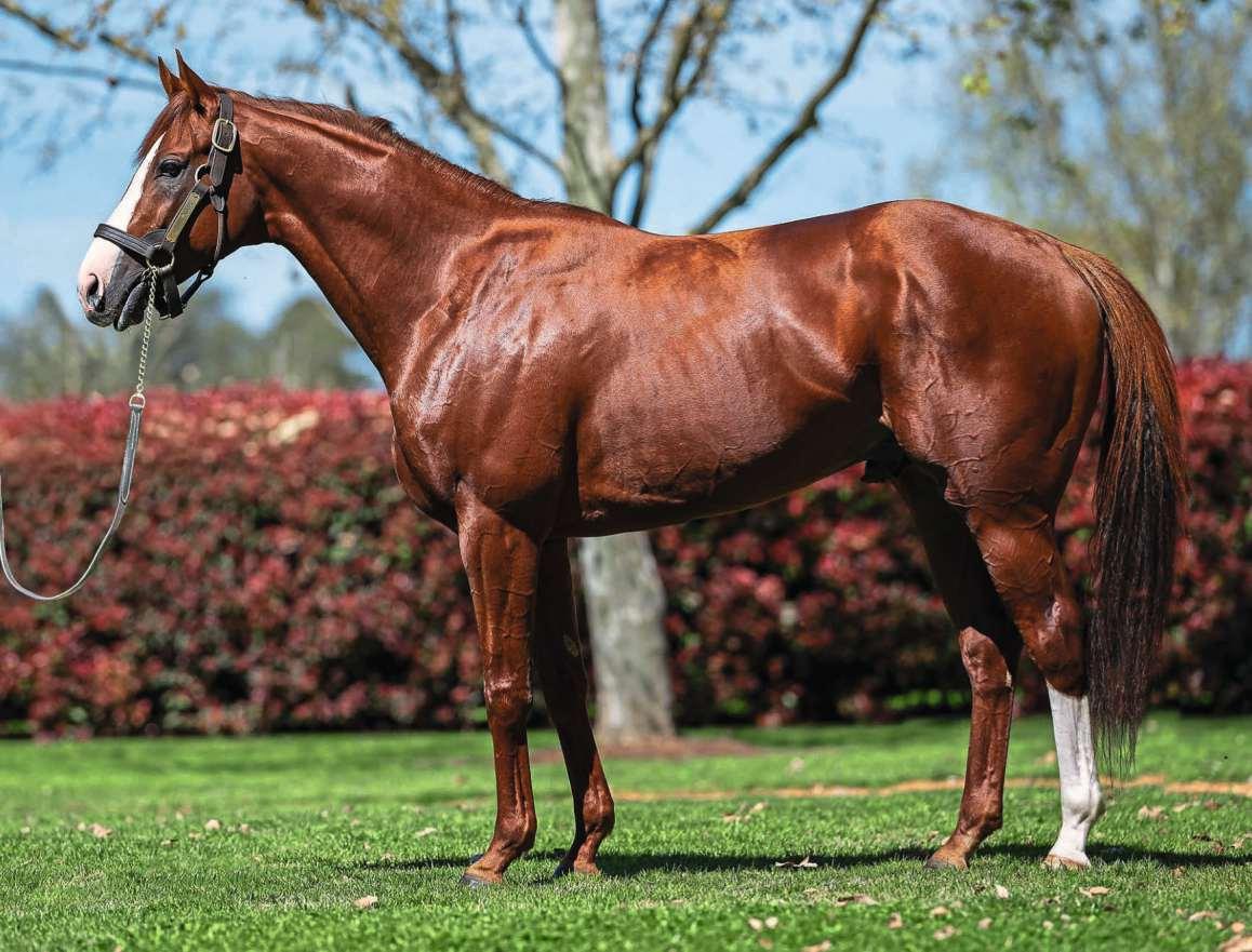 Weatherbys Stallion Book 2023 - Shadai Edition by Weatherbys - Issuu