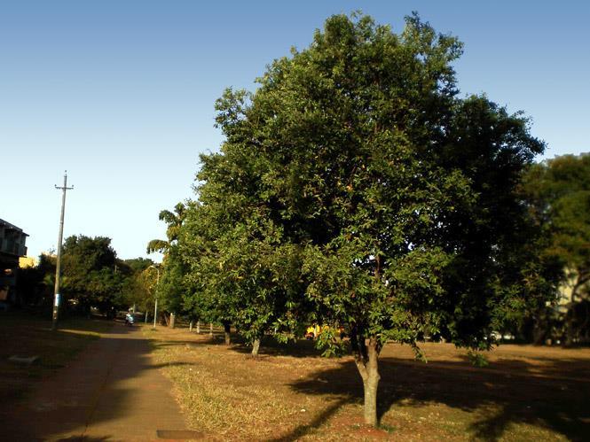 TBC VAINILLO_OLTI by Soltronics - Issuu