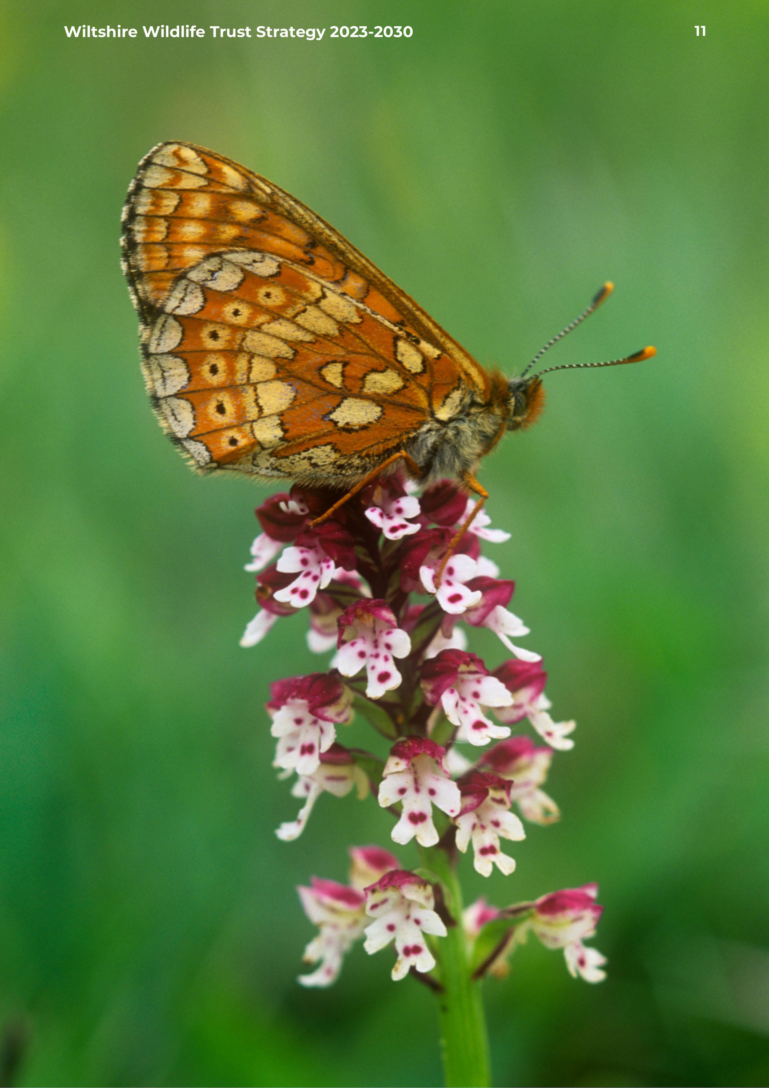 Wiltshire Wildlife Trust Strategy 2023-2030 by wiltswildlife - Issuu