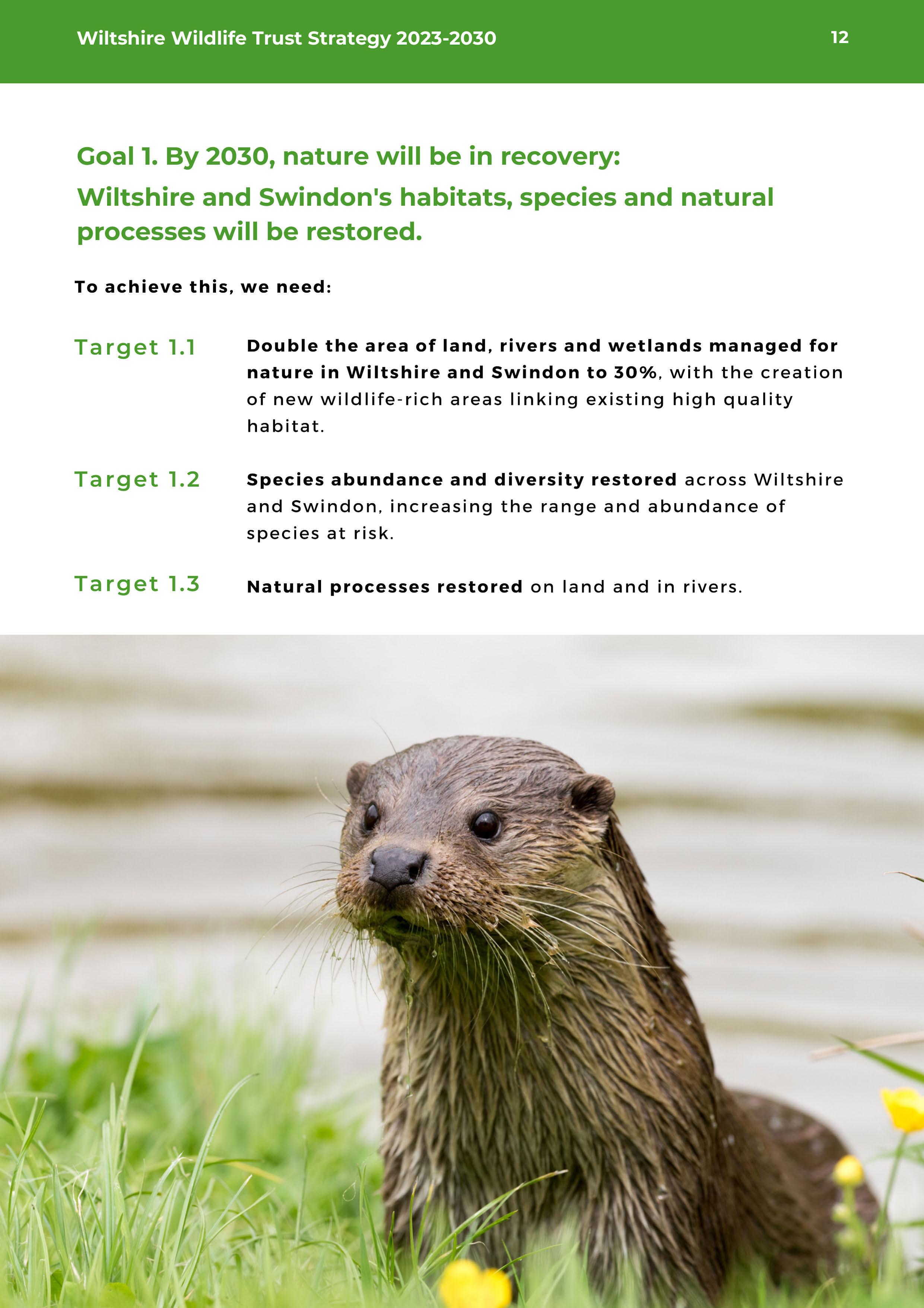 Wiltshire Wildlife Trust Strategy 2023-2030 by wiltswildlife - Issuu