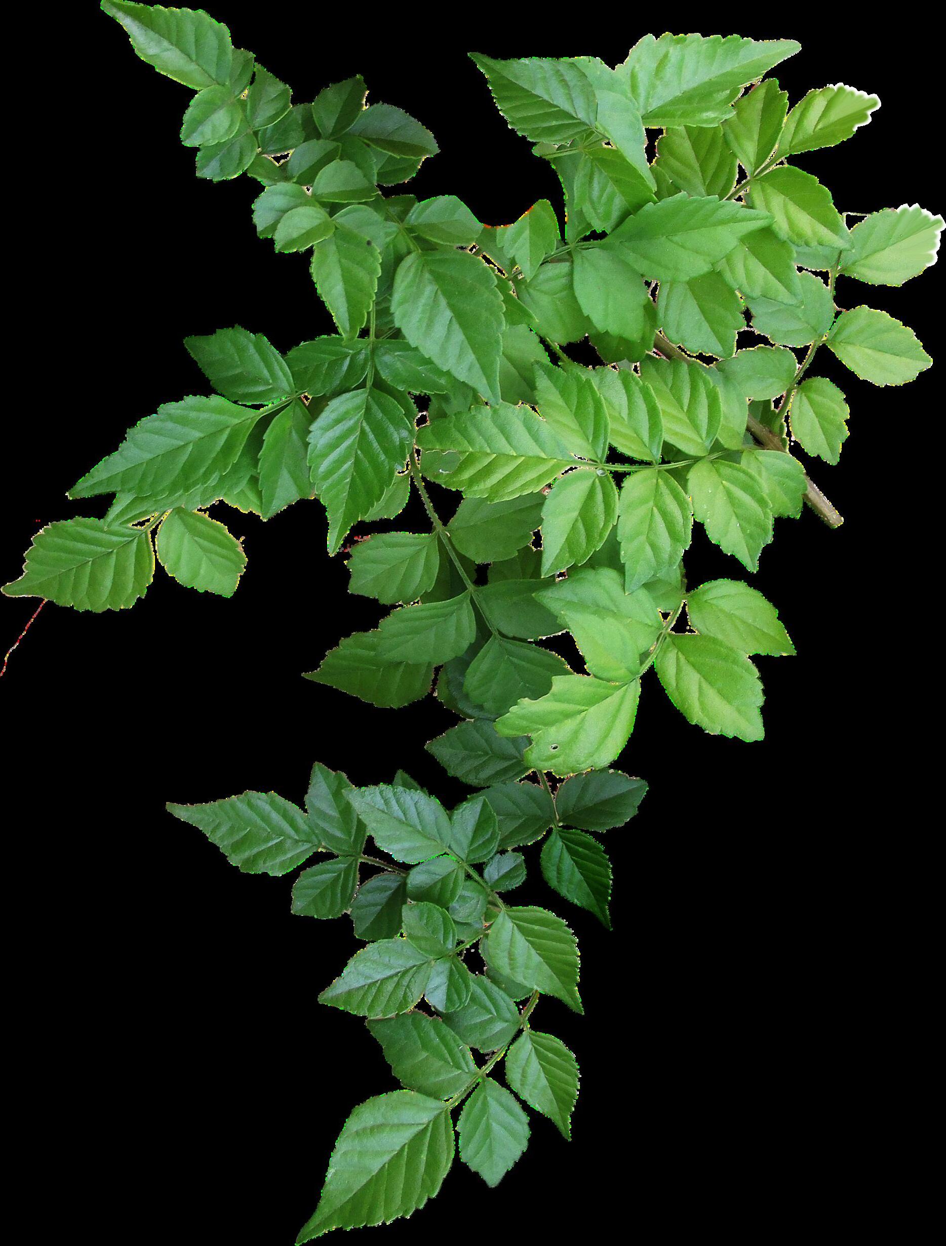 What is a Bento Box? by Penny Scallan - Issuu