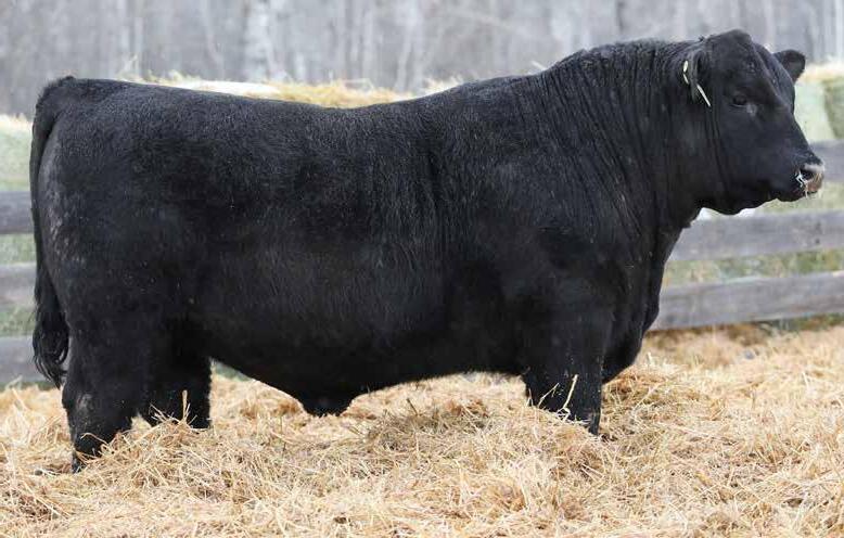 North Point Angus Bull Sale 2023 by KendraFisherDESIGNS - Issuu