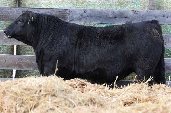 North Point Angus Bull Sale 2023 by KendraFisherDESIGNS - Issuu