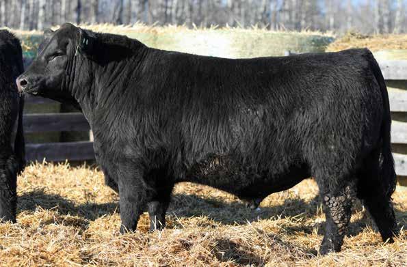 North Point Angus Bull Sale 2023 by KendraFisherDESIGNS - Issuu
