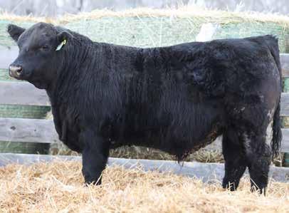 North Point Angus Bull Sale 2023 by KendraFisherDESIGNS - Issuu