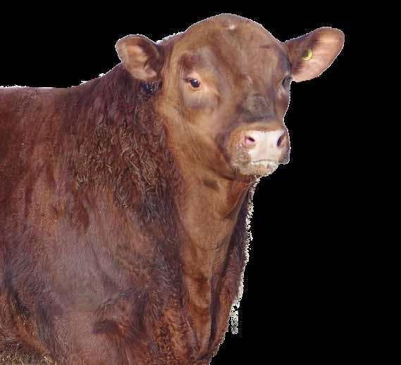 North Point Angus Bull Sale 2023 by KendraFisherDESIGNS - Issuu