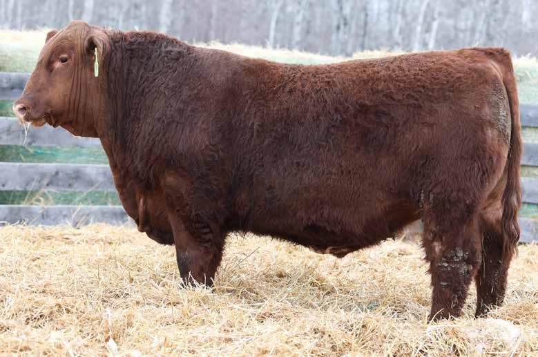 North Point Angus Bull Sale 2023 by KendraFisherDESIGNS - Issuu