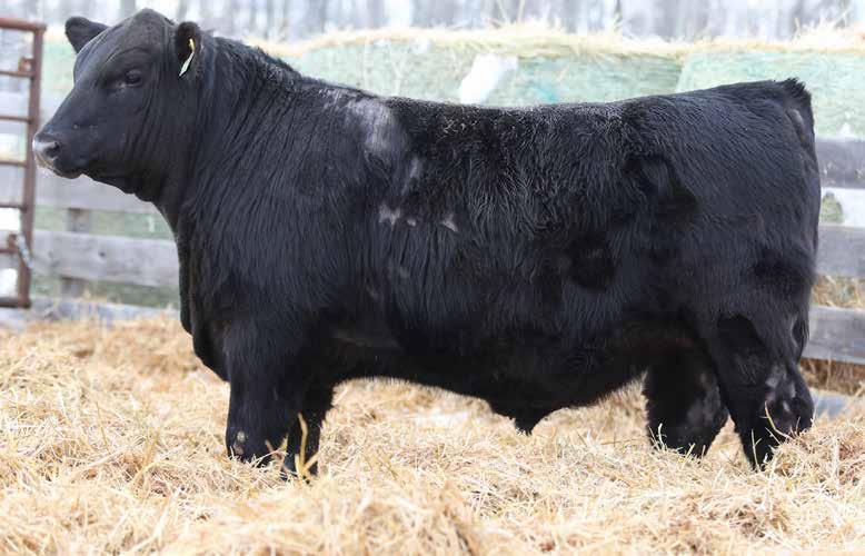 North Point Angus Bull Sale 2023 by KendraFisherDESIGNS - Issuu