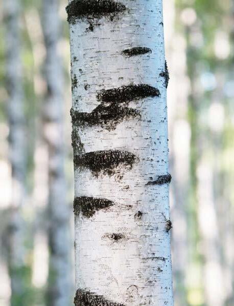 Märtsikuu kevadised pakkumised by Magaziin - Issuu