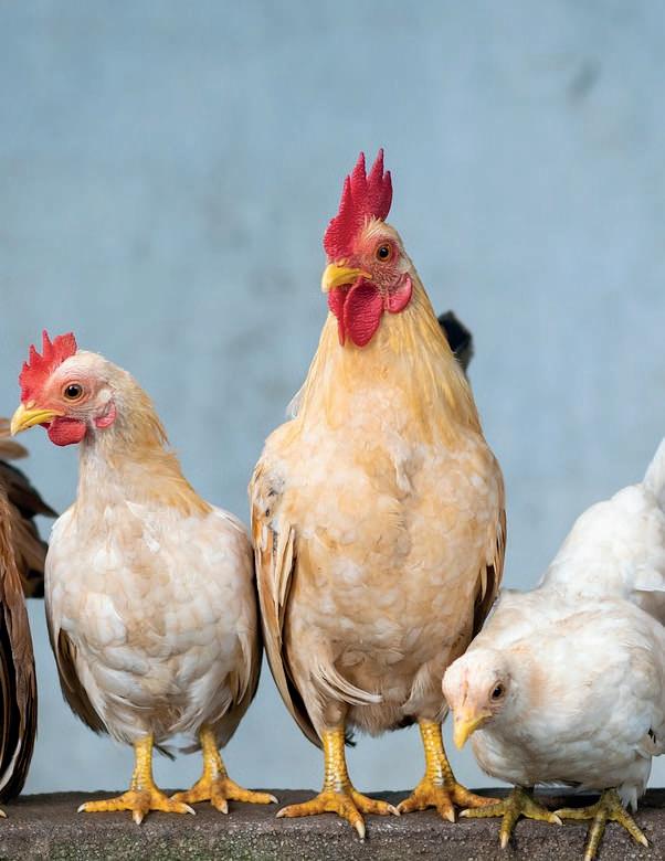 INVESTIGACIÓN MARCAS SALVADOREÑAS by Gutiérrez Alfaro Diego Ernesto - Issuu