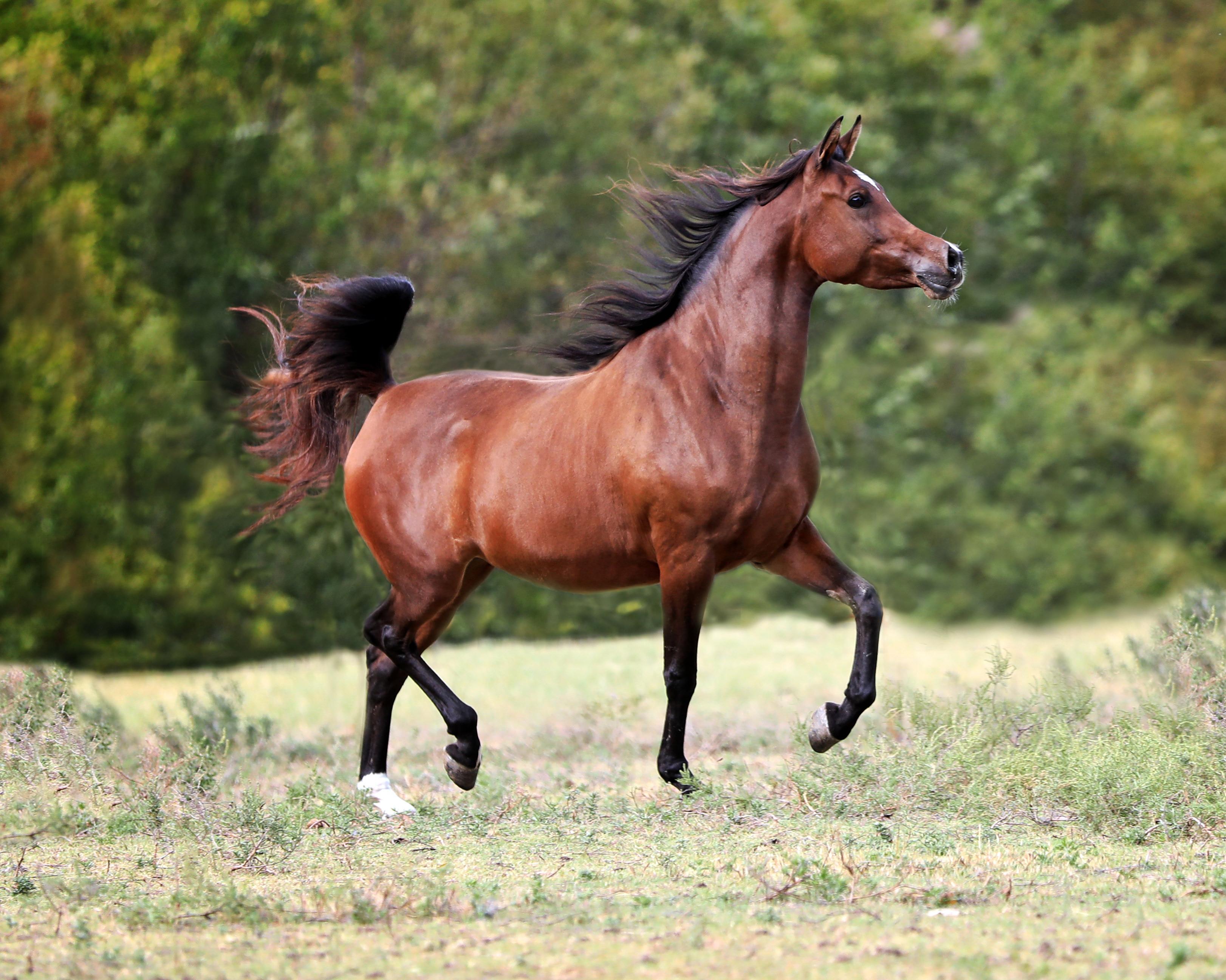 Bay Egyptian Arabian