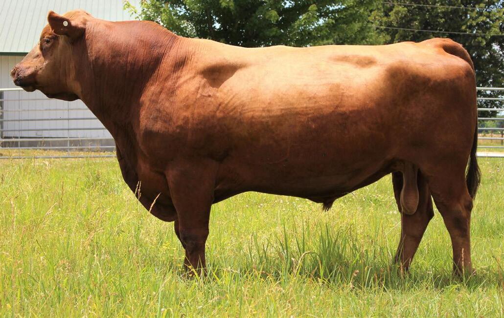 Registered Bred Heifers - Issuu