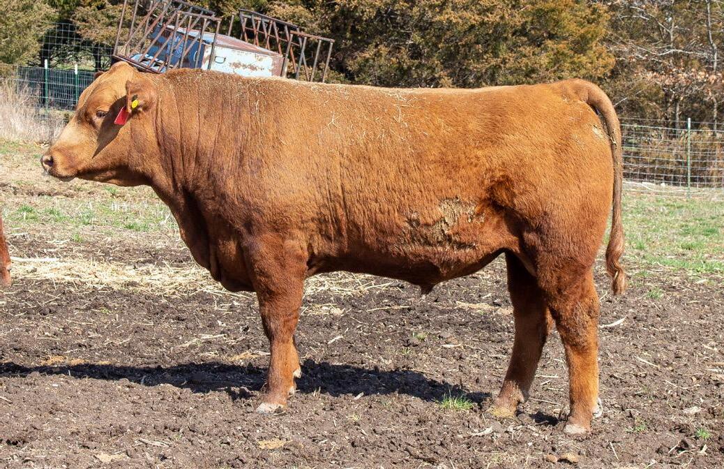 Rogers Cattle Co. & Lile Farms 9th Annual Herd Builder Sale by ...