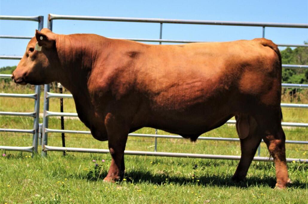 Rogers Cattle Co. & Lile Farms 9th Annual Herd Builder Sale by ...