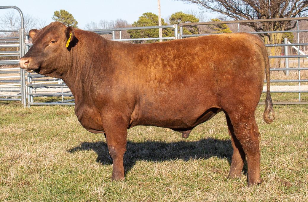 Rogers Cattle Co. & Lile Farms 9th Annual Herd Builder Sale by ...