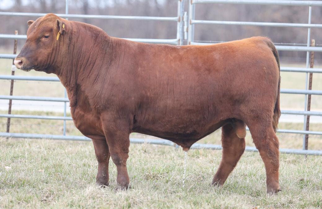 Rogers Cattle Co. & Lile Farms 9th Annual Herd Builder Sale by ...
