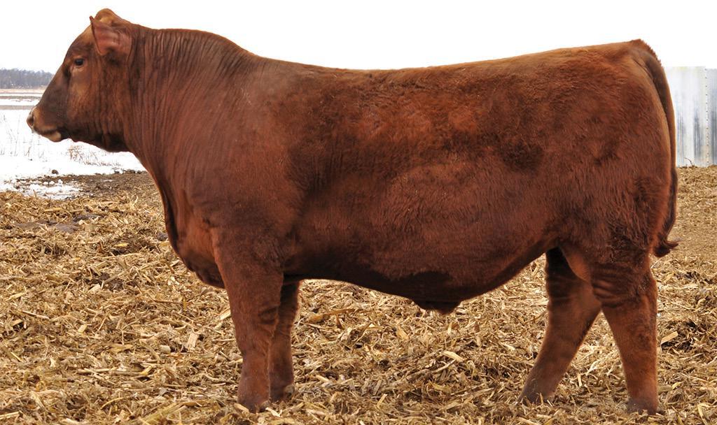 Rogers Cattle Co. & Lile Farms 9th Annual Herd Builder Sale by ...