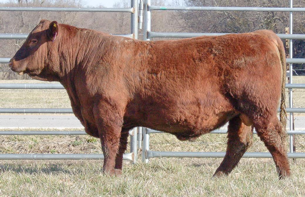 Rogers Cattle Co. & Lile Farms 9th Annual Herd Builder Sale by ...