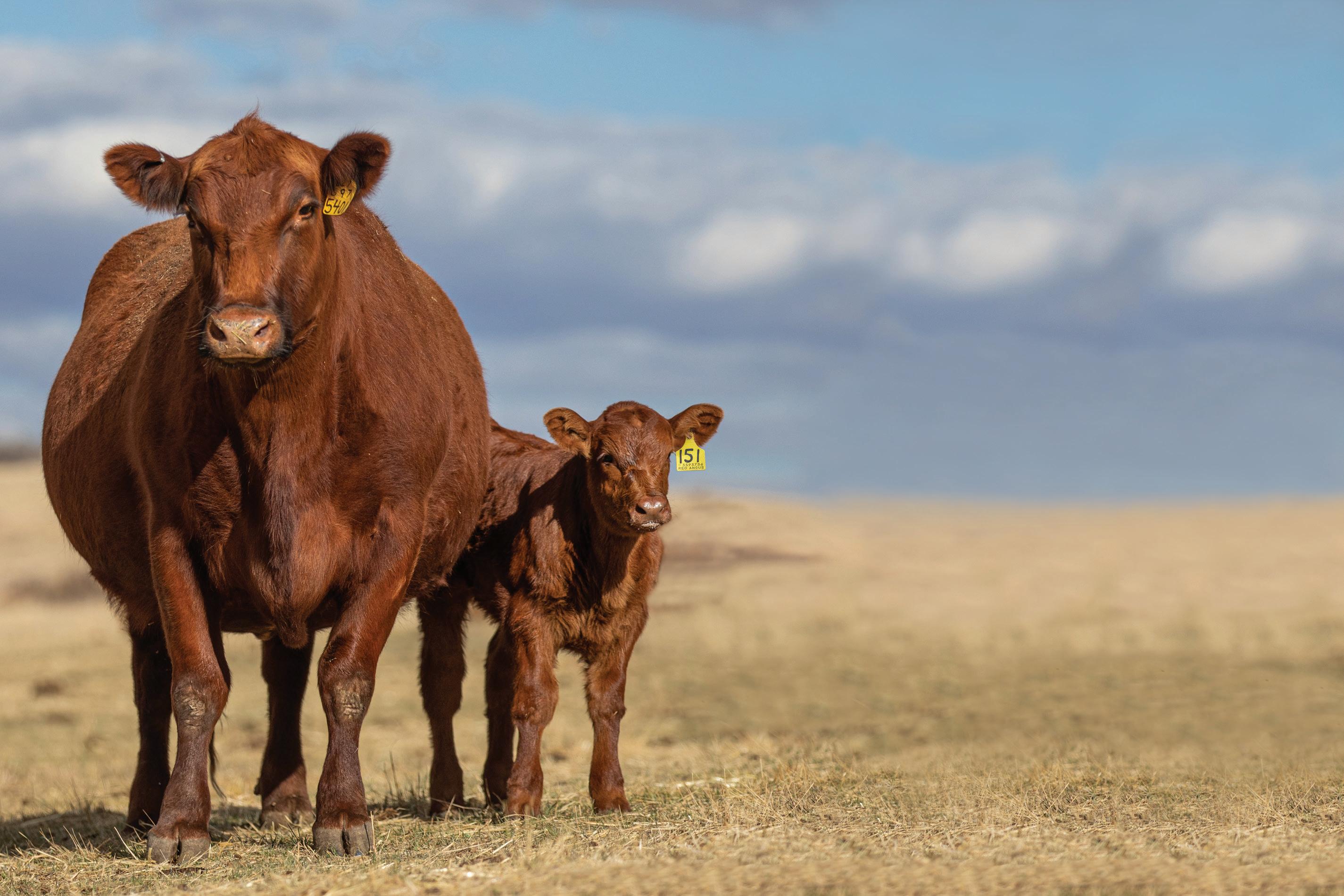 Rogers Cattle Co. & Lile Farms 9th Annual Herd Builder Sale by ...