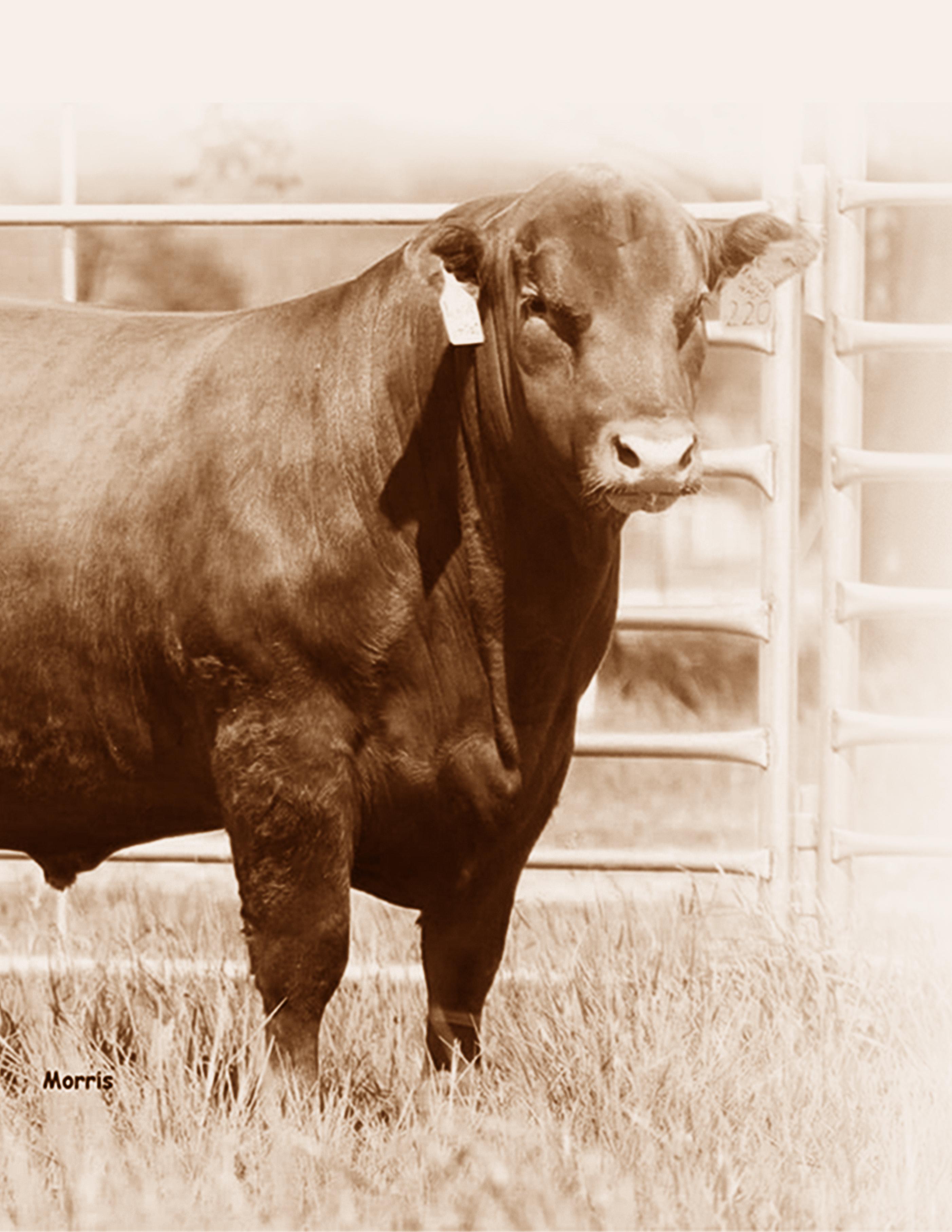 Rogers Cattle Co. & Lile Farms 9th Annual Herd Builder Sale by ...