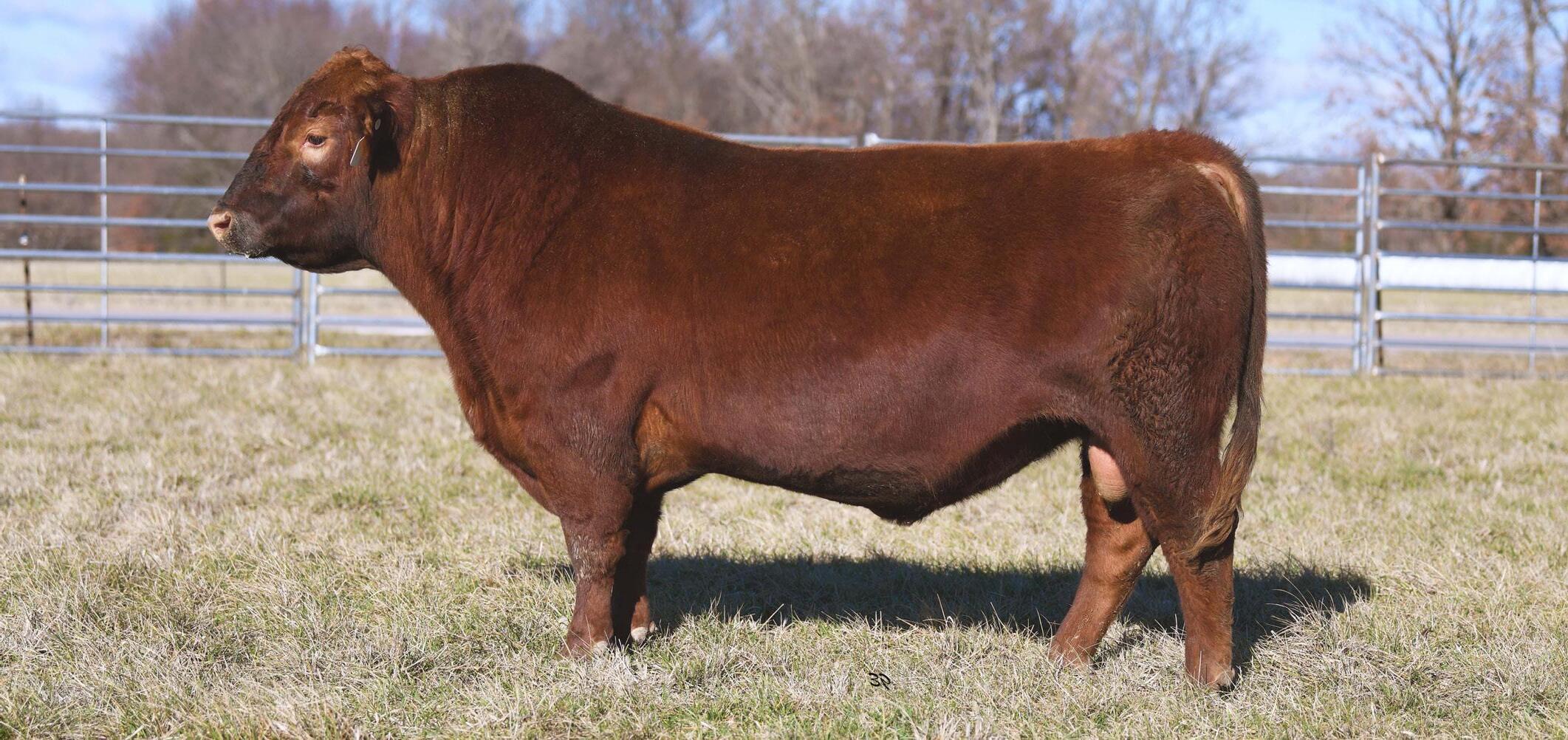 Rogers Cattle Co. & Lile Farms 9th Annual Herd Builder Sale by ...