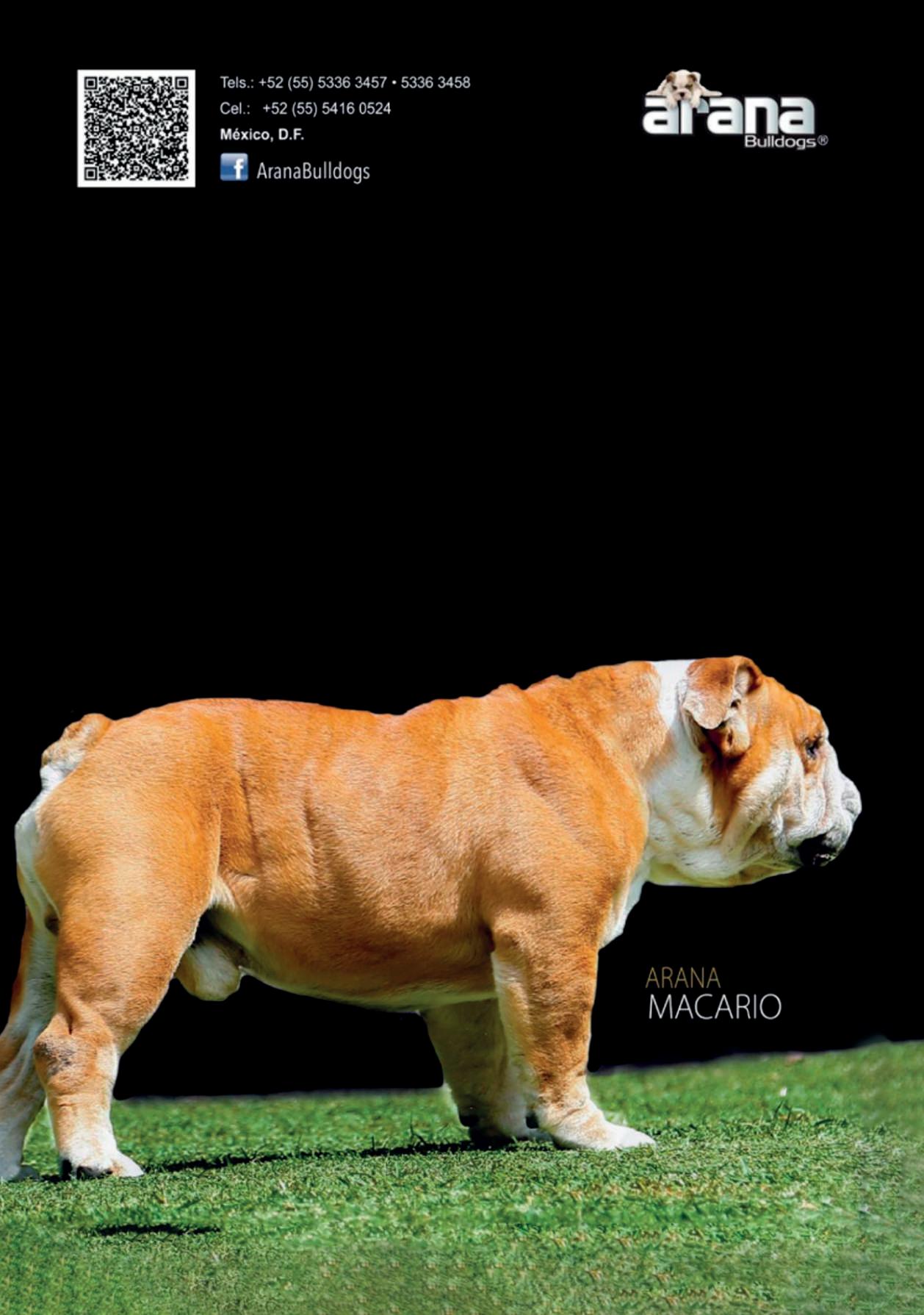 Cuanto Tiempo Estan Los Bulldogs Ingleses En Celo